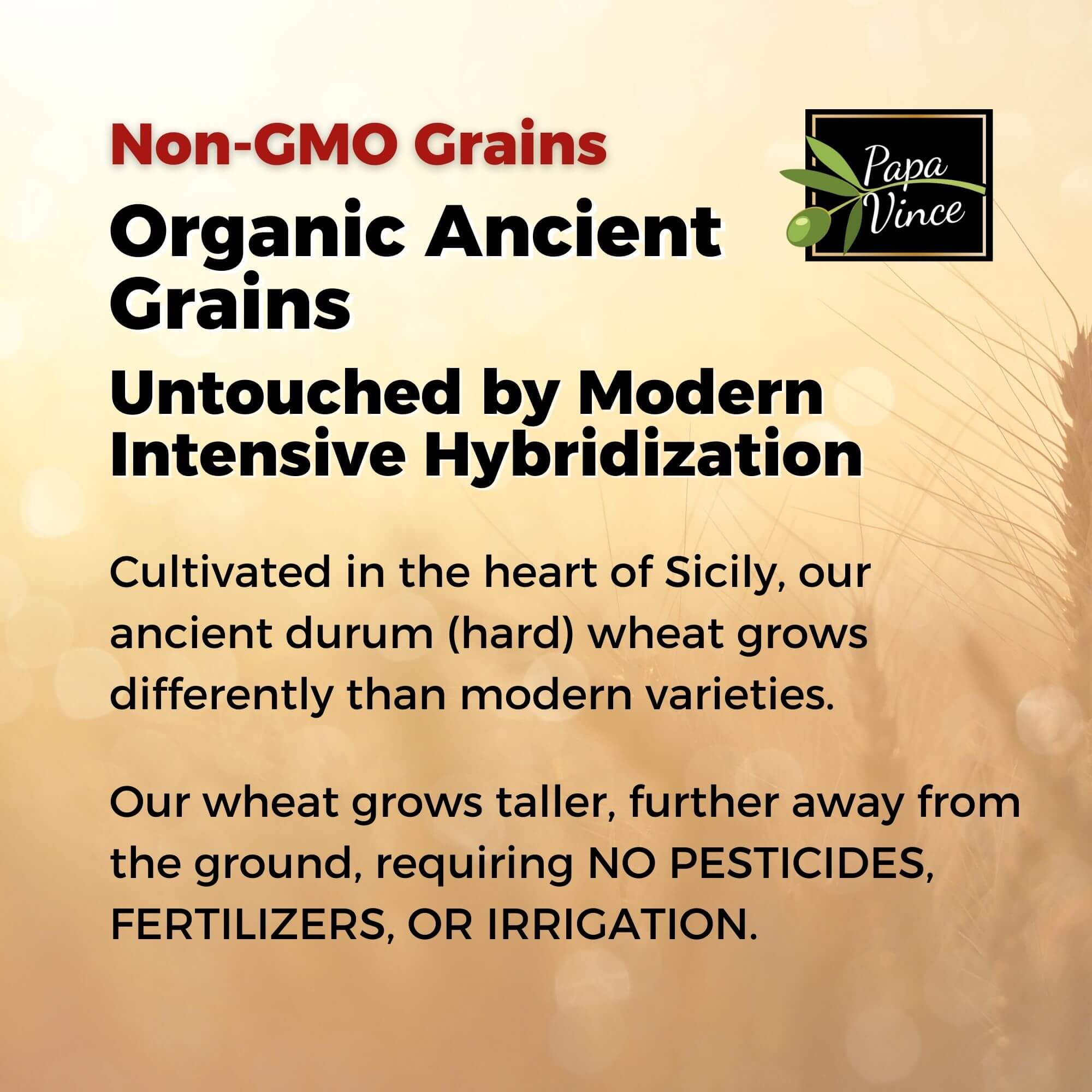 Non Enriched Whole Wheat Spaghetti Organic Ancient Heirloom made Italy ...